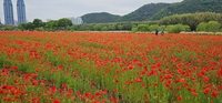 울산 태화강국가정원 봄꽃축제 16일 개최…6천만 송이 만난다