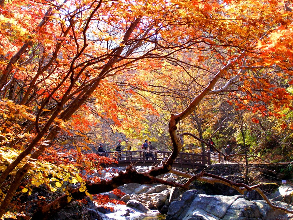 지리산국립공원 단풍 11일부터 물들어 | 연합뉴스