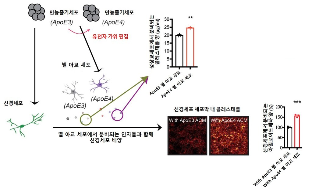 Dgist 만능줄기세포 이용해 알츠하이머 치매 발병과정 규명 연합뉴스